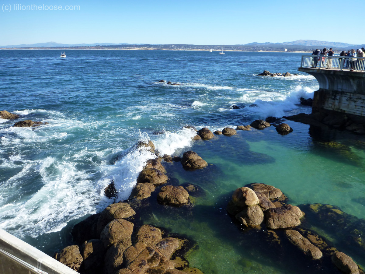 Finding Dory’s Jewel Of Monterey Bay, California - Lili on the Loose